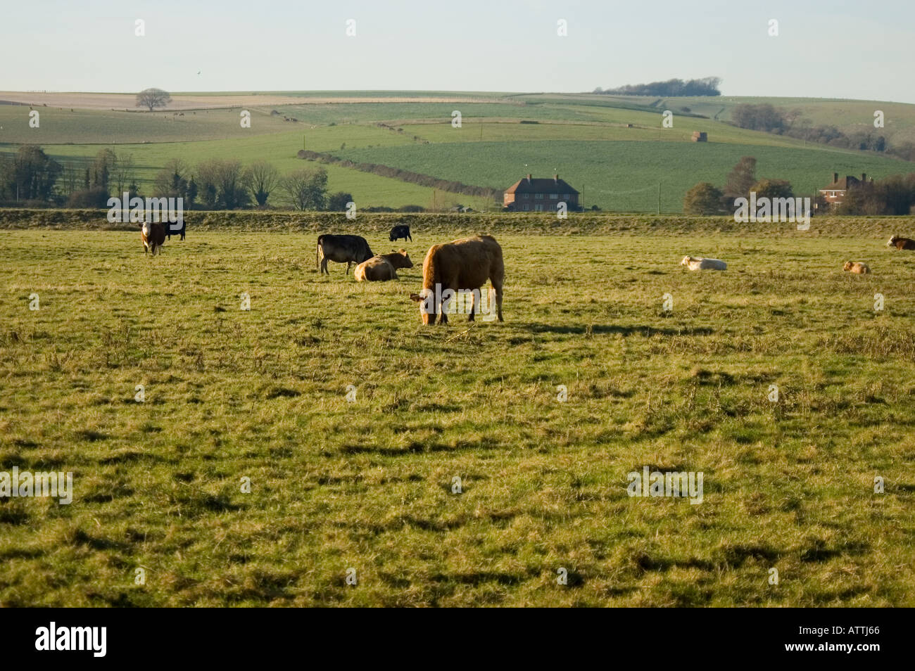 British cow herd farmer hi-res stock photography and images - Alamy