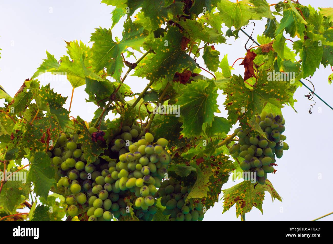 Vine vitus hi-res stock photography and images - Alamy