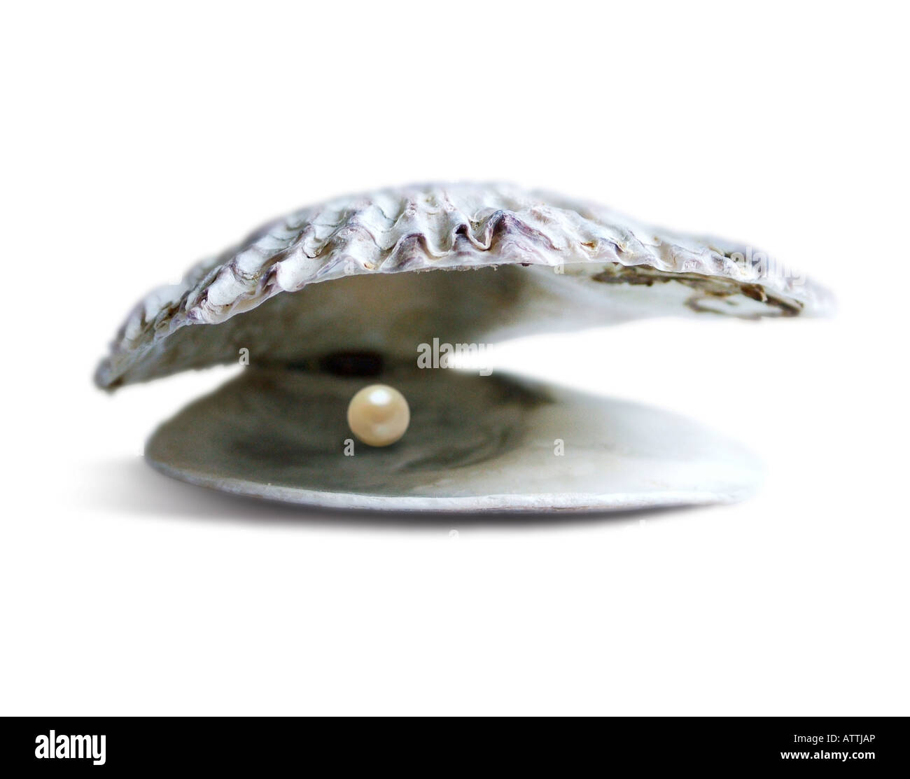 Pearl in open sea shell hi-res stock photography and images - Alamy