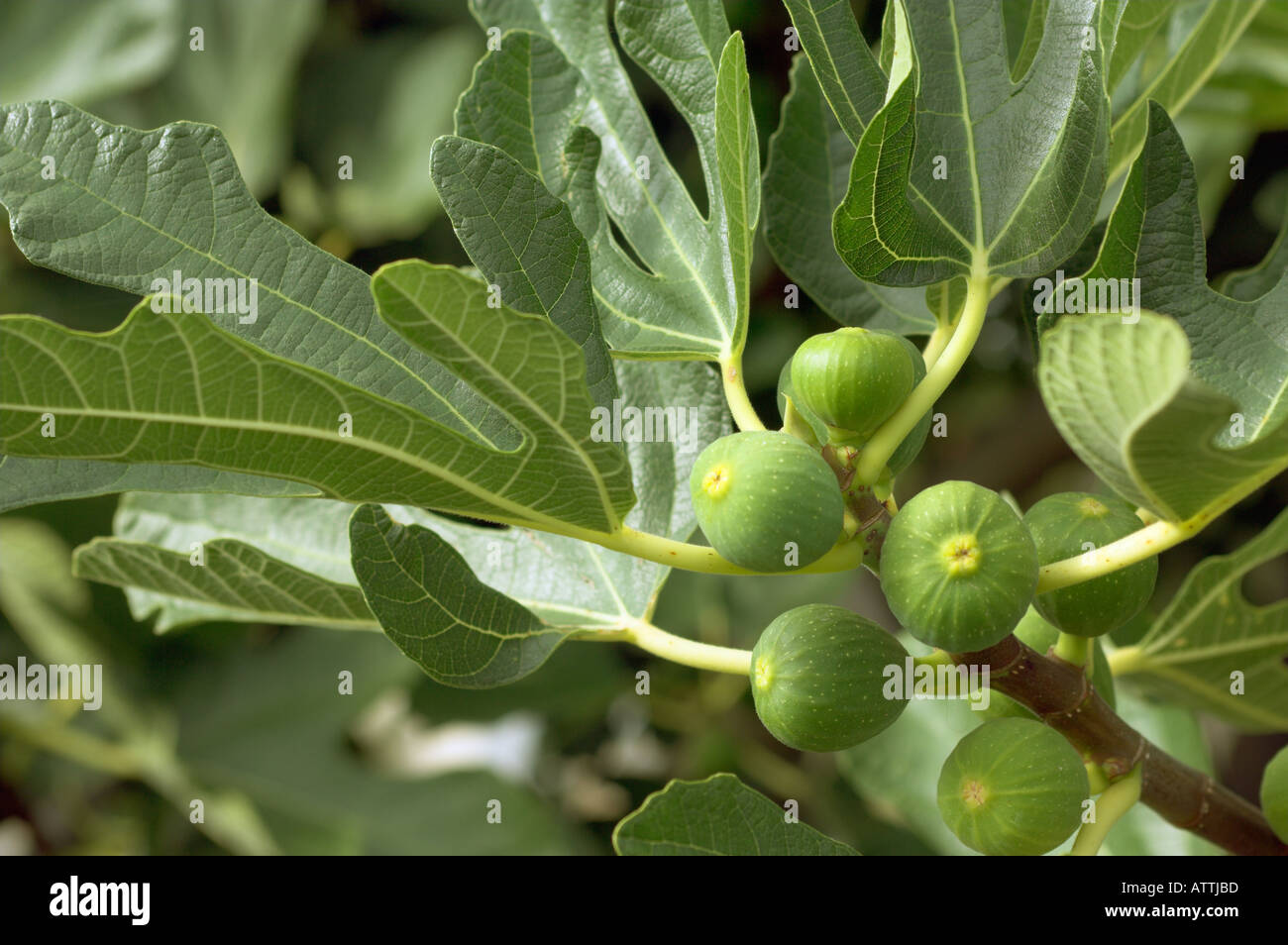 Figs growing on tree showing both leaves and fruit Fucus carica Stock ...
