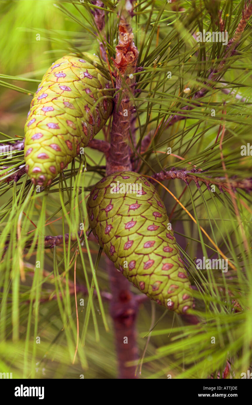 Immature seed cone hi-res stock photography and images - Alamy