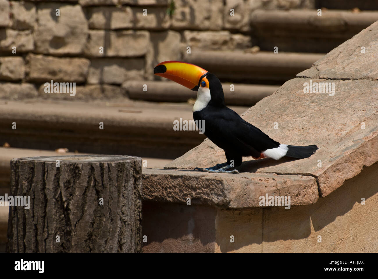 Tucan hi-res stock photography and images - Alamy