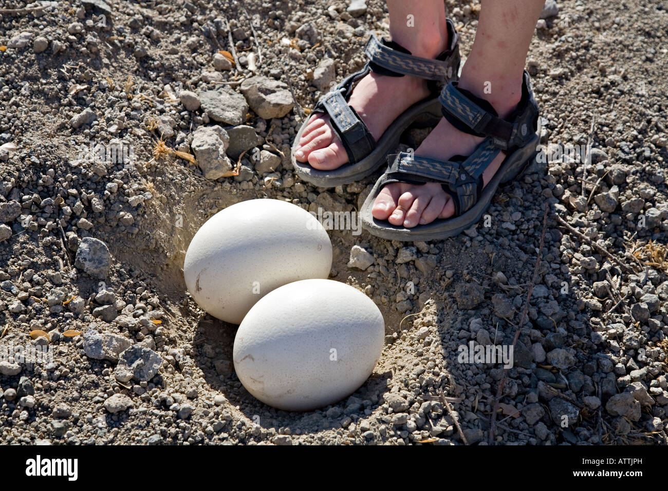 Ostrich feet hi-res stock photography and images - Alamy