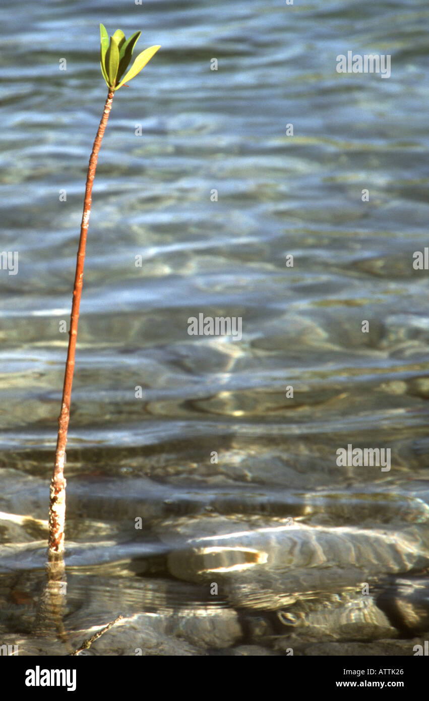 Mangrove nursery young hi-res stock photography and images - Alamy