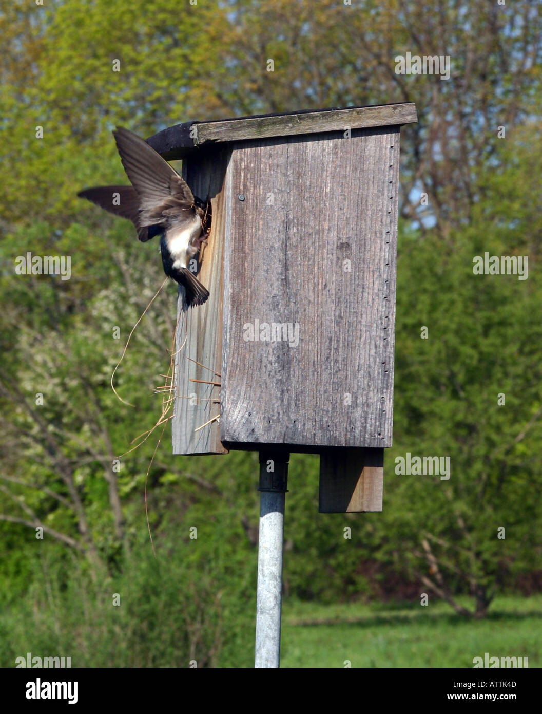 Tree Swallow Nest