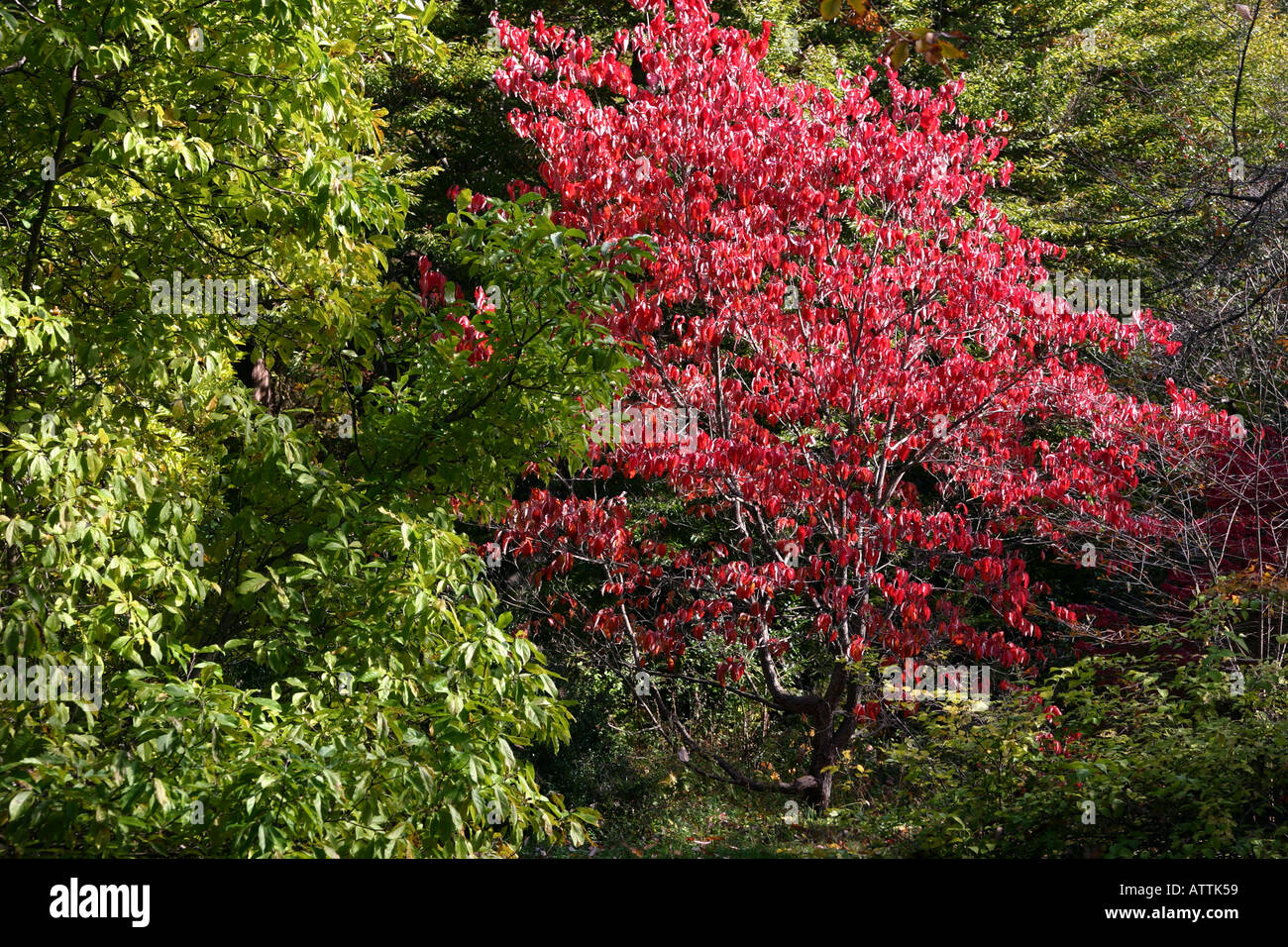 One red tree in a canopy of green Stock Photo - Alamy