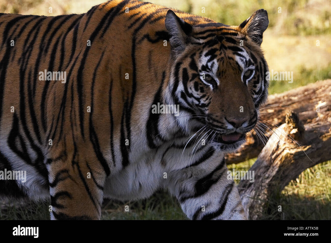 Stealthy tiger hi-res stock photography and images - Alamy