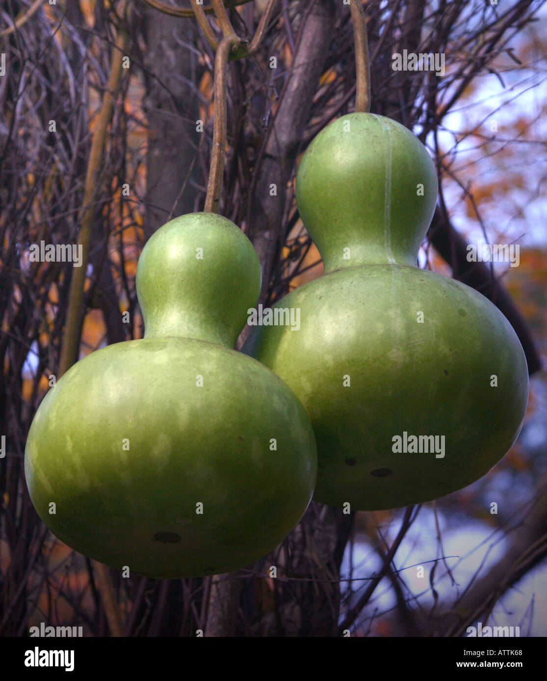 Two hanging green gourds Stock Photo - Alamy