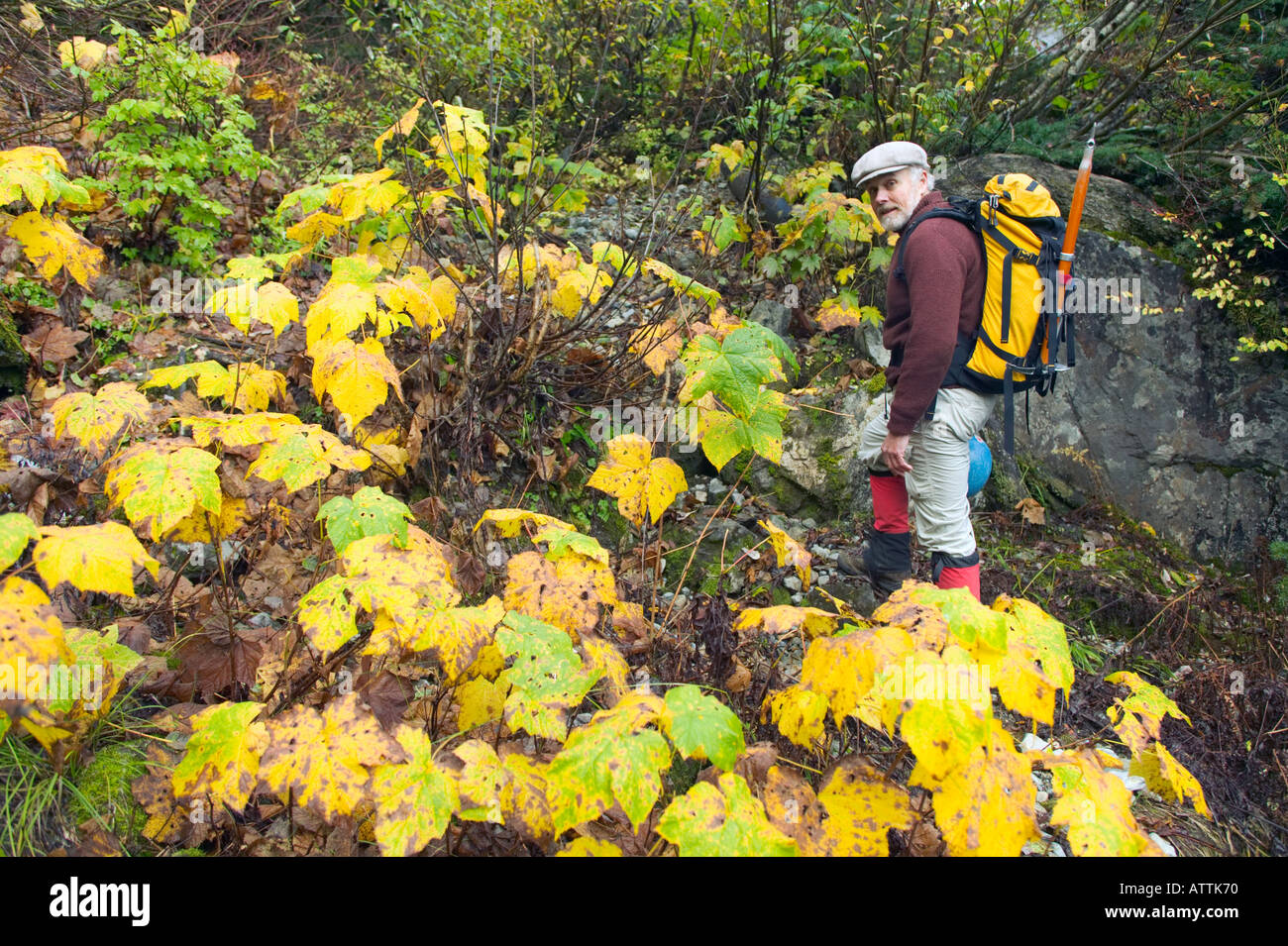 Man hiking through fall foliage Stock Photo - Alamy