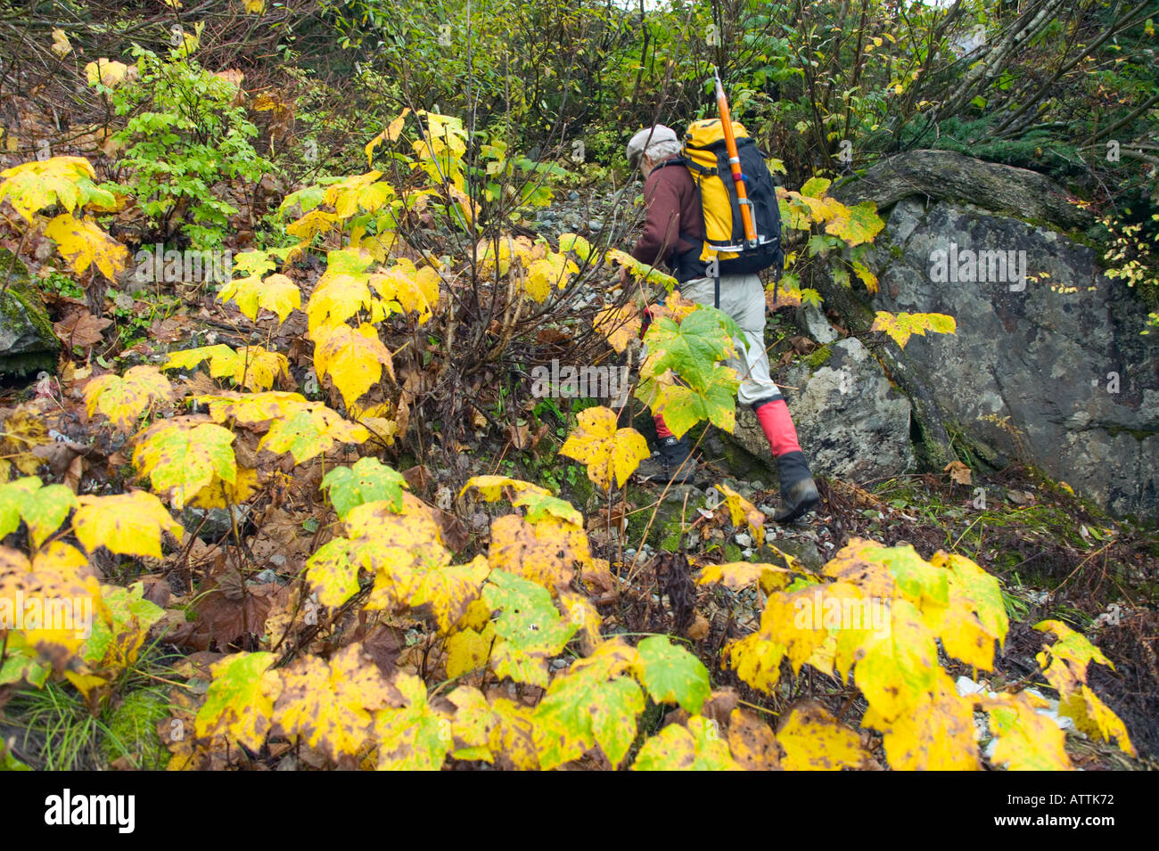 Man hiking through fall foliage Stock Photo - Alamy