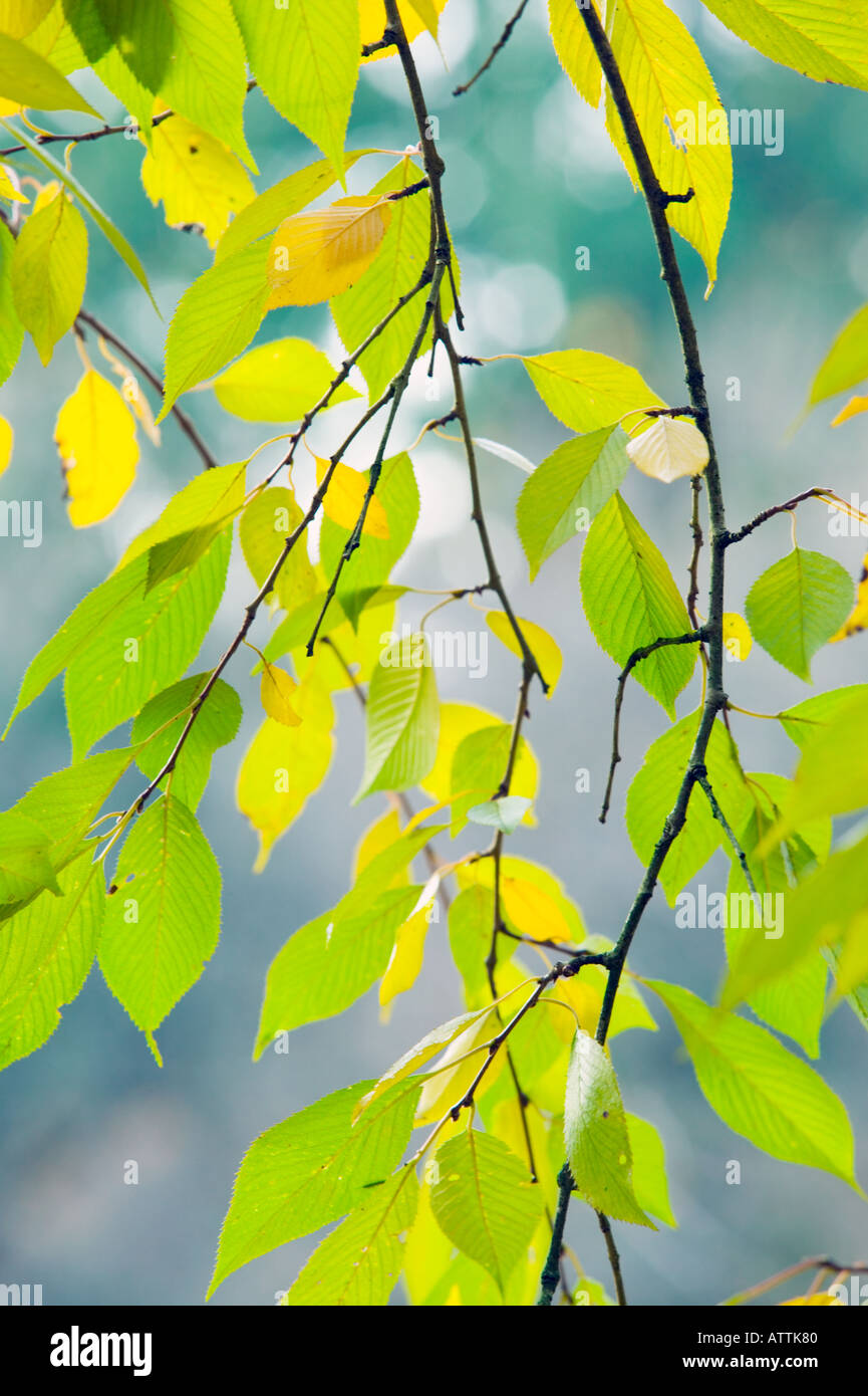 Backlit leaves changing color in fall Stock Photo - Alamy