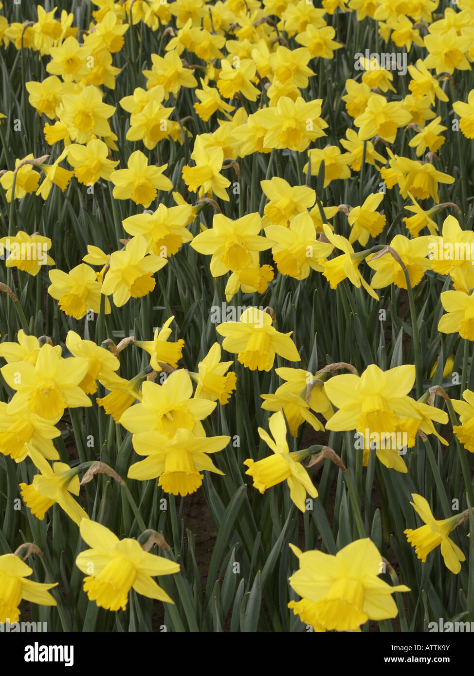 Daffodil, Narcissus pseudonarcissus Stock Photo - Alamy