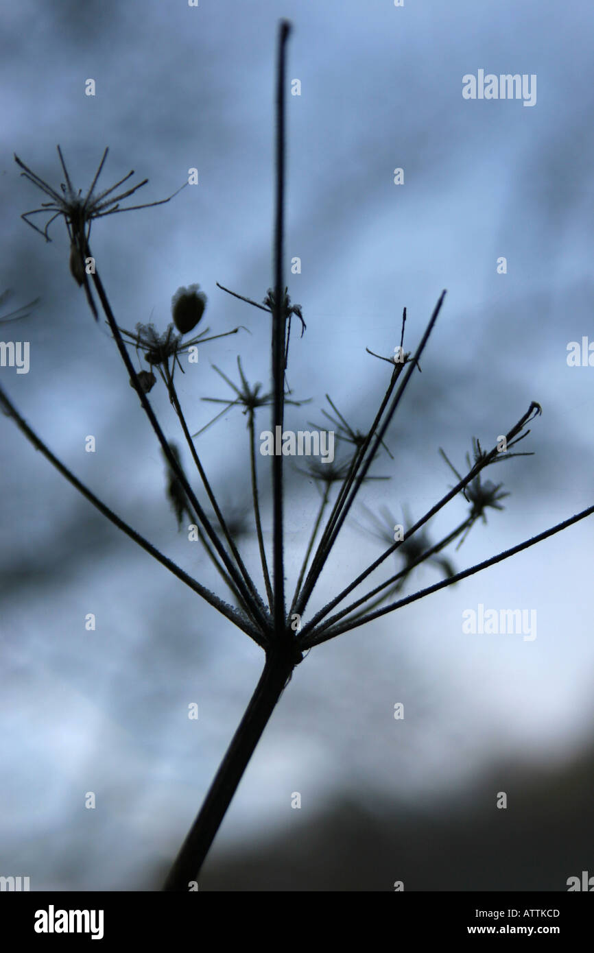 Art fennel hi-res stock photography and images - Alamy