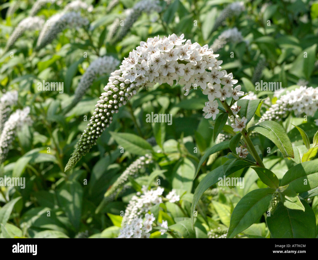 Gooseneck loosestrife (Lysimachia clethroides Stock Photo - Alamy
