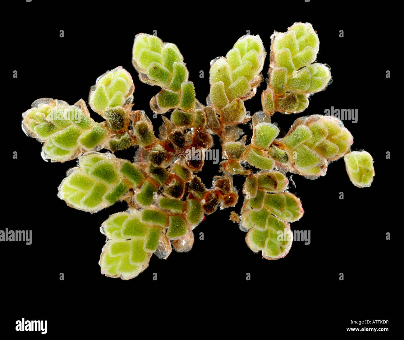 Water fern, Azolla sp Stock Photo - Alamy