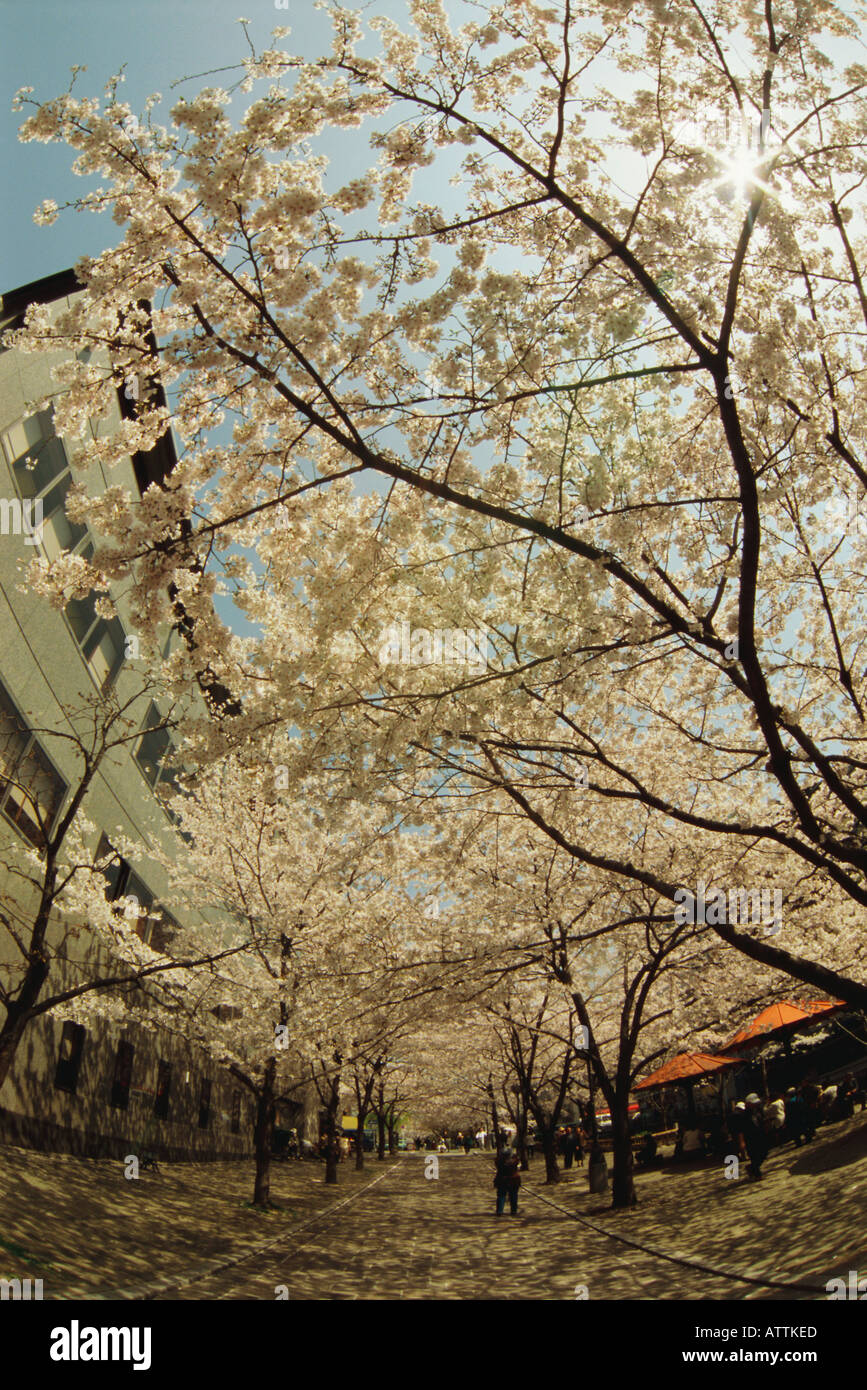 Cherry blossom trees in row on street Stock Photo - Alamy