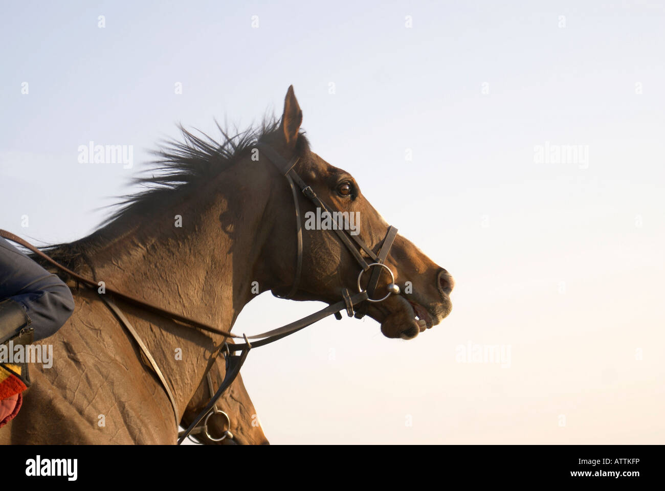 Thoroughbred racehorse hi-res stock photography and images - Alamy