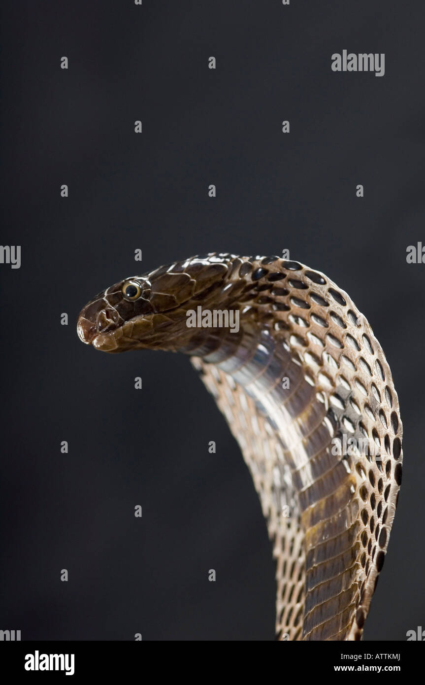 Close-up of a cobra Stock Photo - Alamy