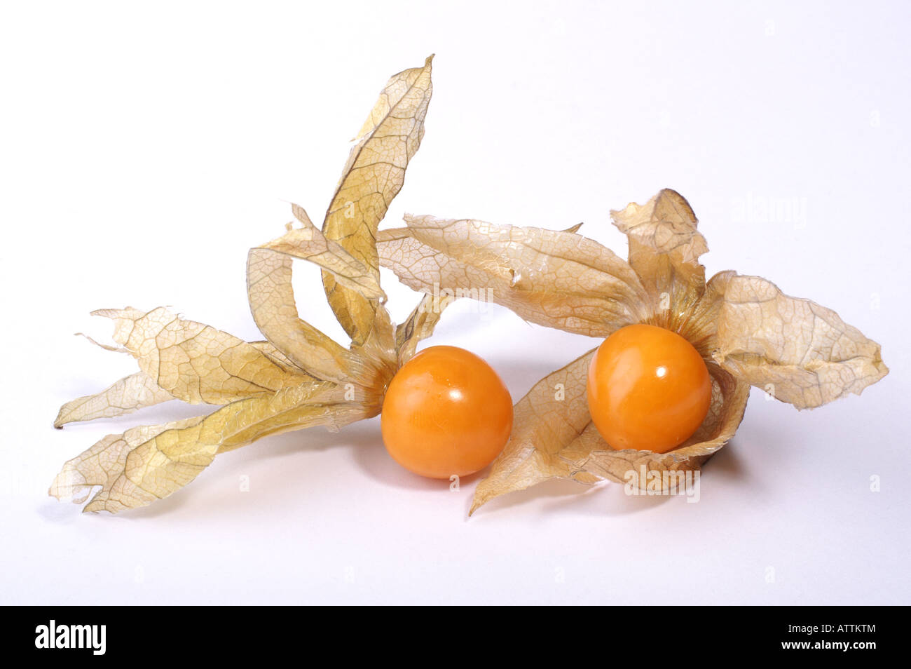 Close up of physalis "Cape Gooseberry" / Physalis vor weißem ...