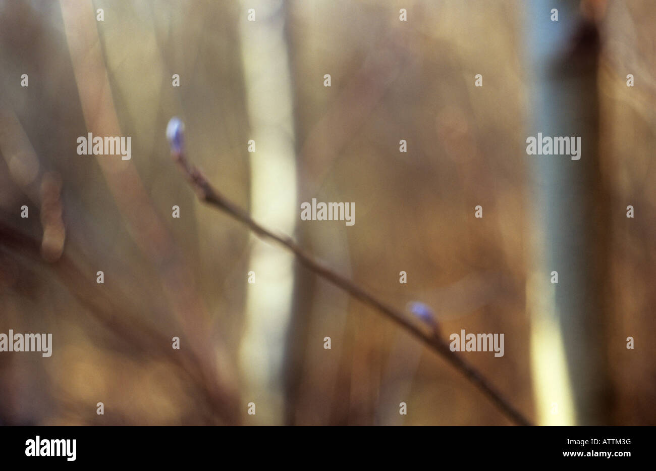 Impressionistic twig with winter purple buds and slender trunks of ...