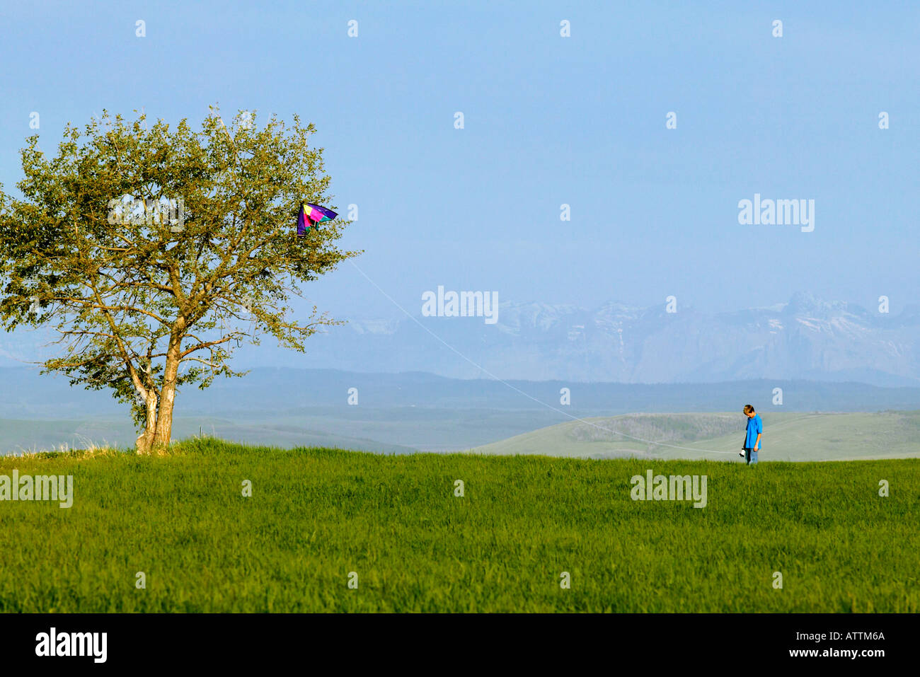 Boy with kite caught in a tree Stock Photo - Alamy