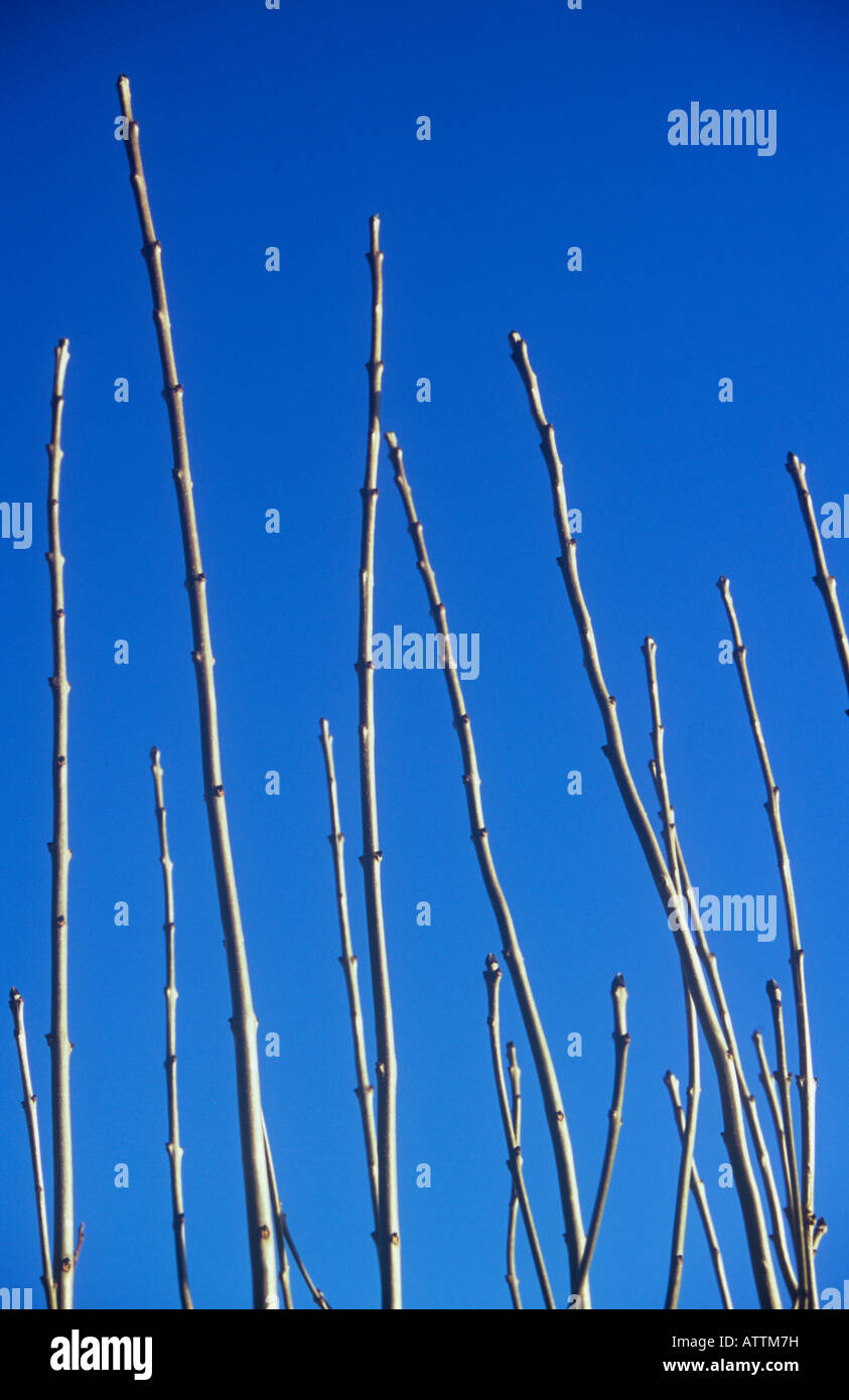 Fast-growing shoots of Common ash or Fraxinus excelsior tree pushing ...