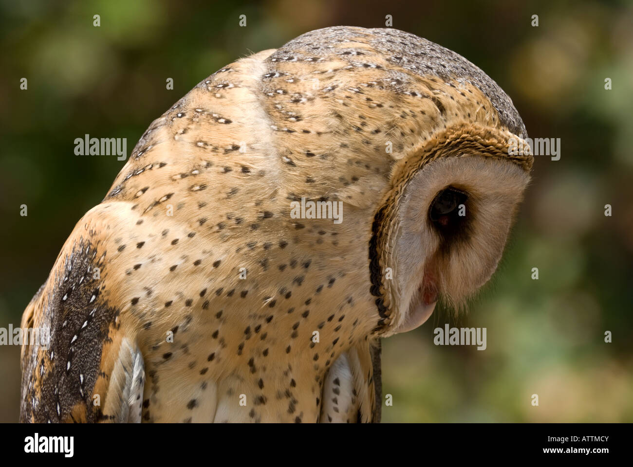 Barn owl head hi-res stock photography and images - Alamy