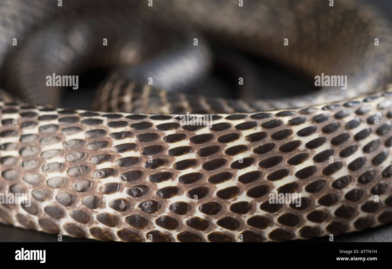 Cobra pattern hi-res stock photography and images - Alamy