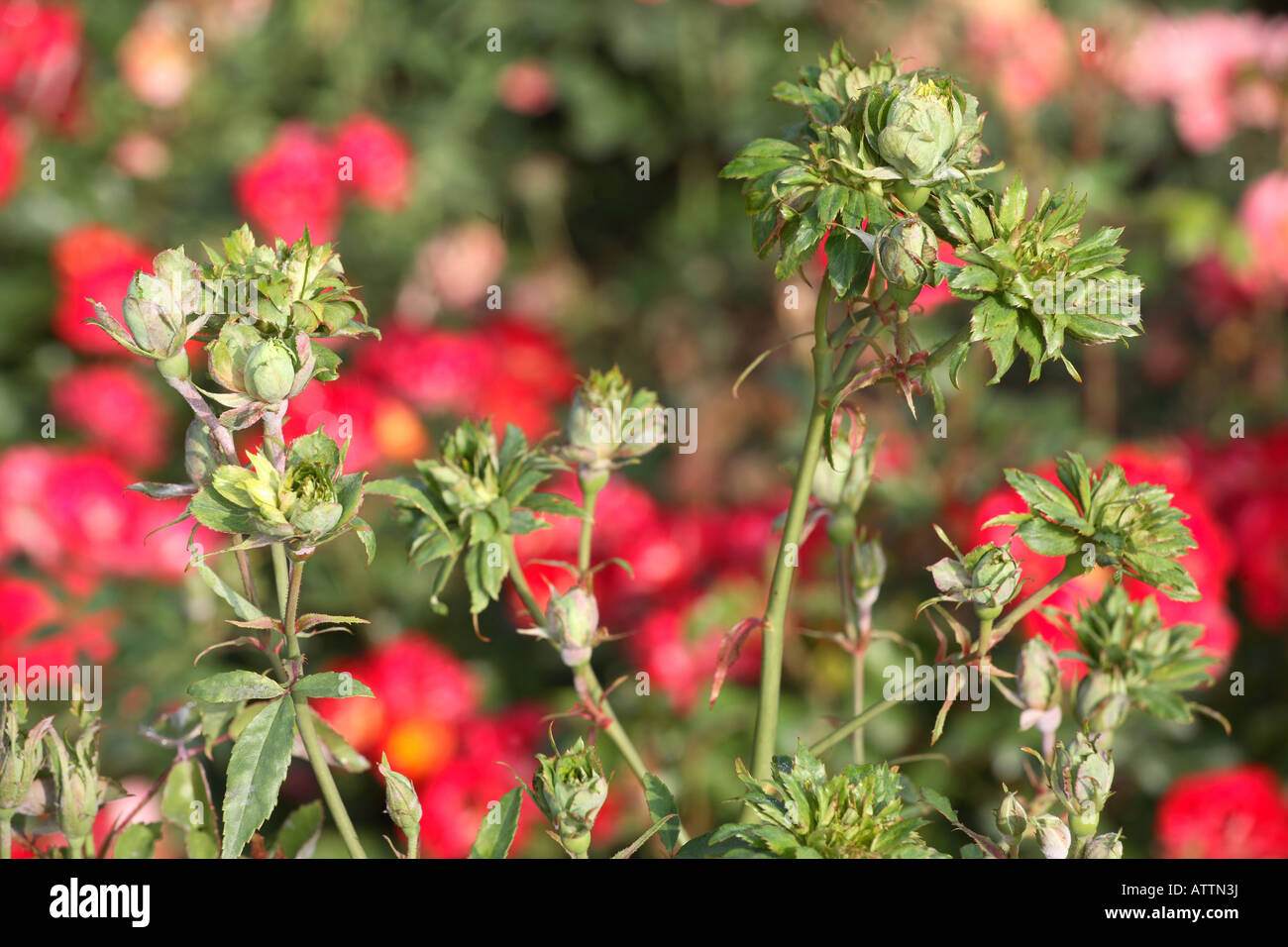 Sangerhausen, Europa-Rosarium, Grüne Rose Stock Photo - Alamy