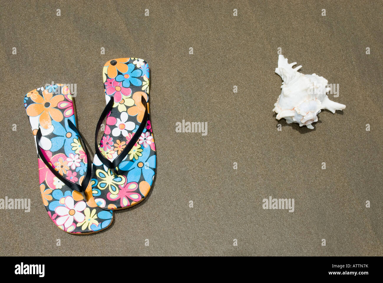 Slipper shell hi-res stock photography and images - Alamy