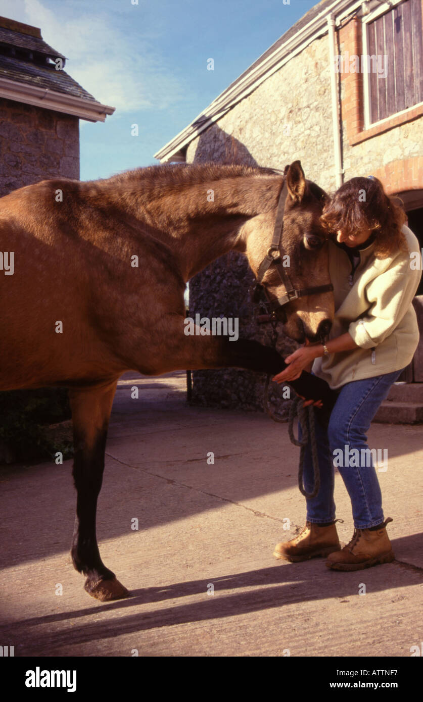 Equine therapist hi-res stock photography and images - Alamy