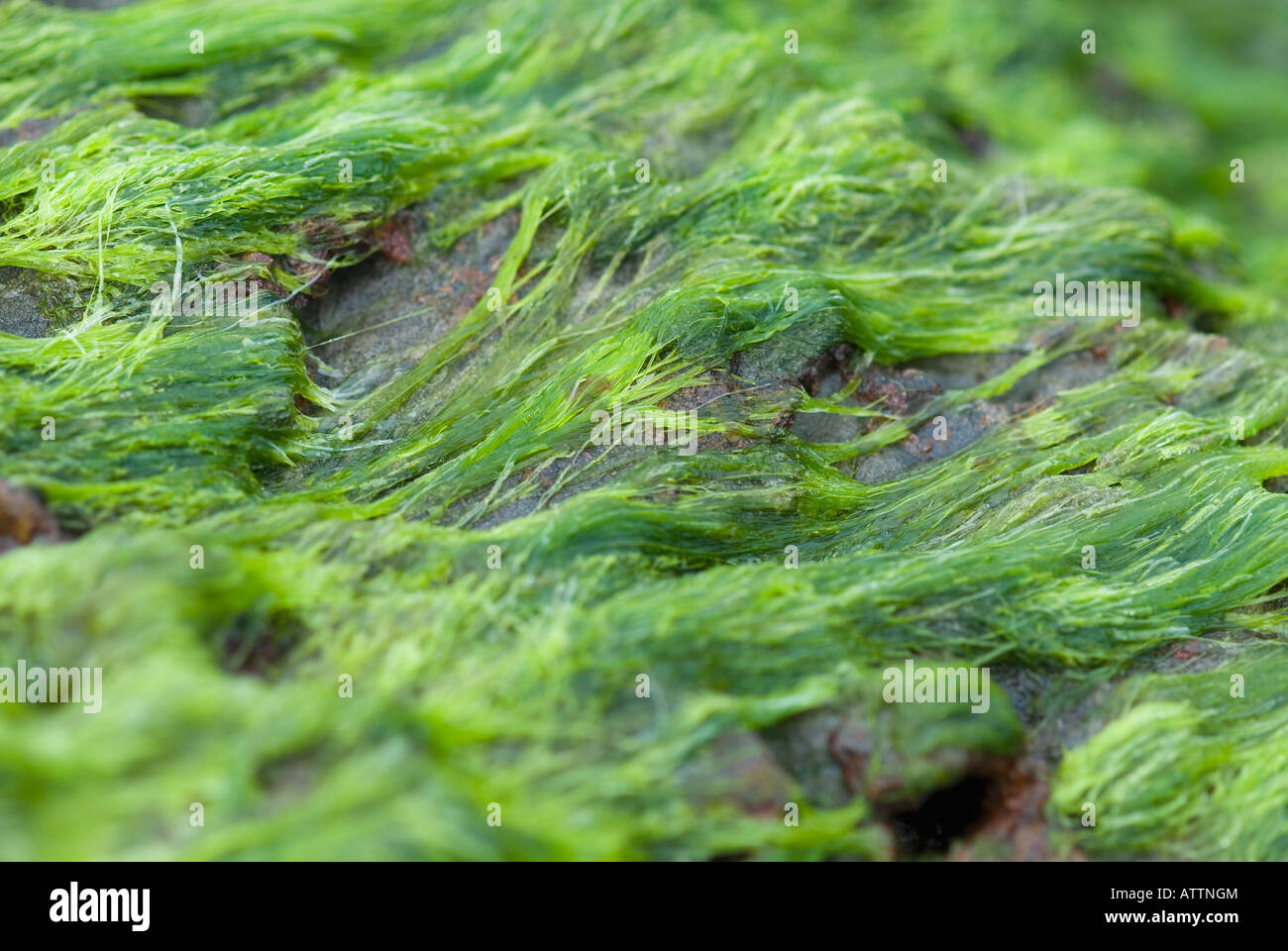 Close-up of a rock covered with moss Stock Photo - Alamy