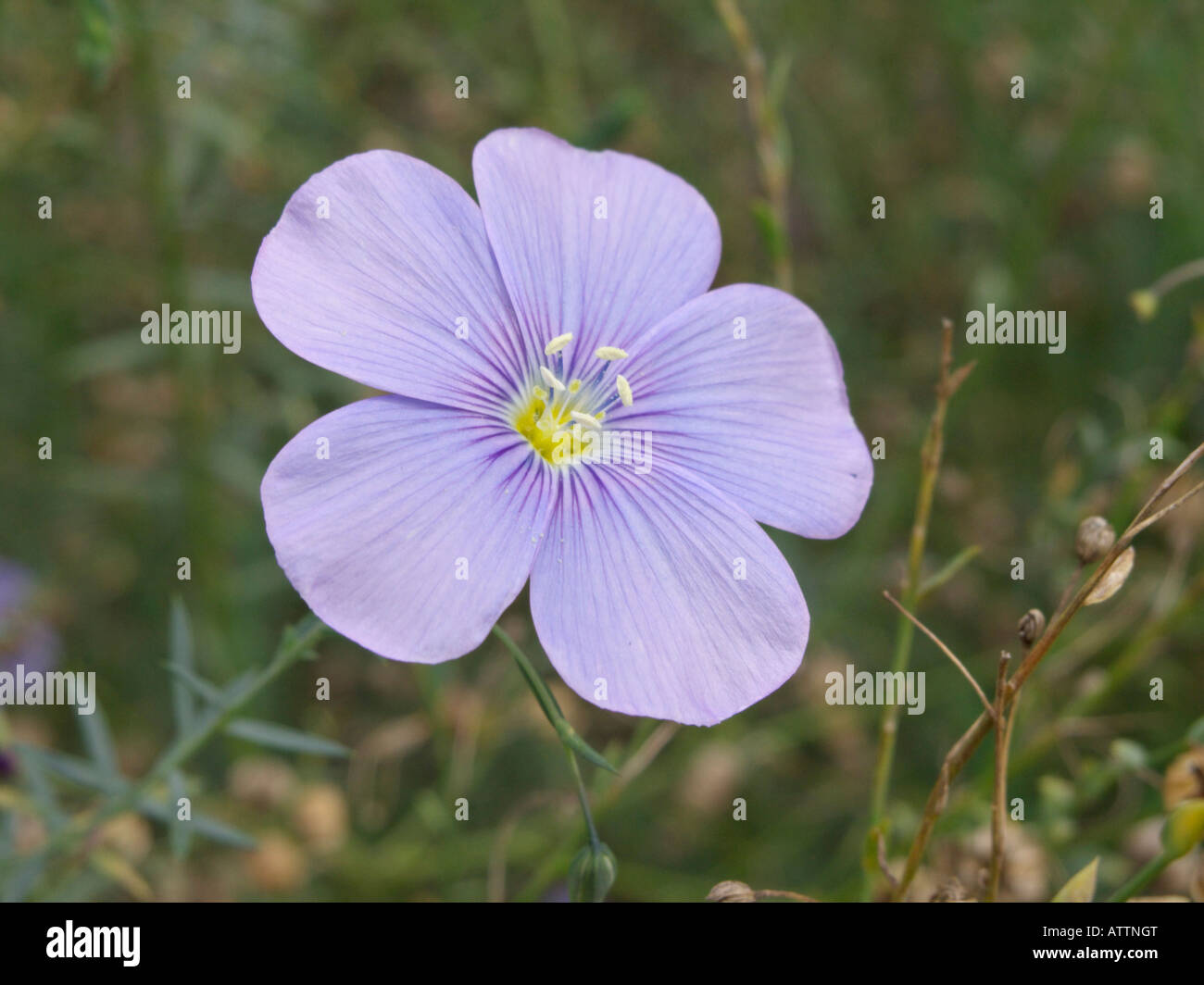 Perennial flax (Linum perenne Stock Photo - Alamy