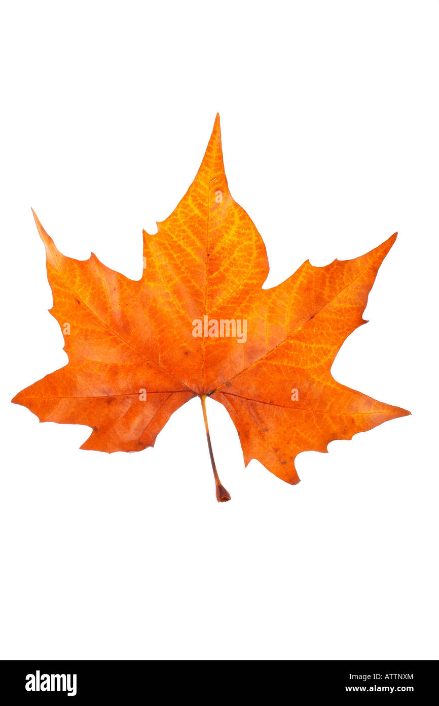 One maple leaf isolated on white background Stock Photo - Alamy