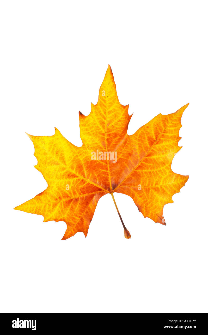 One maple leaf isolated on white background Stock Photo - Alamy