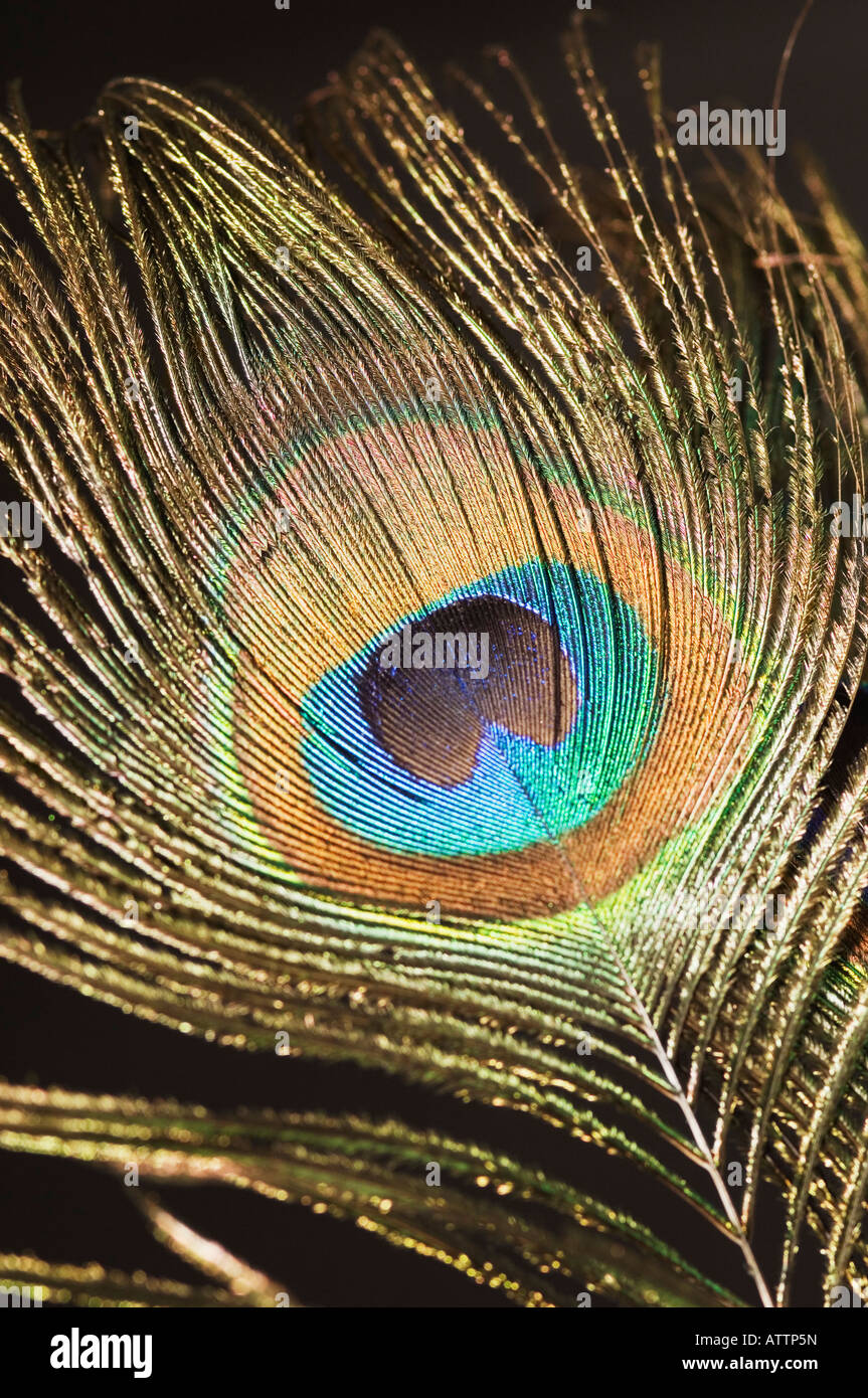 Close-up of a peacock feather Stock Photo - Alamy