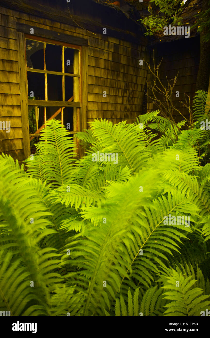 old house and fern Stock Photo - Alamy