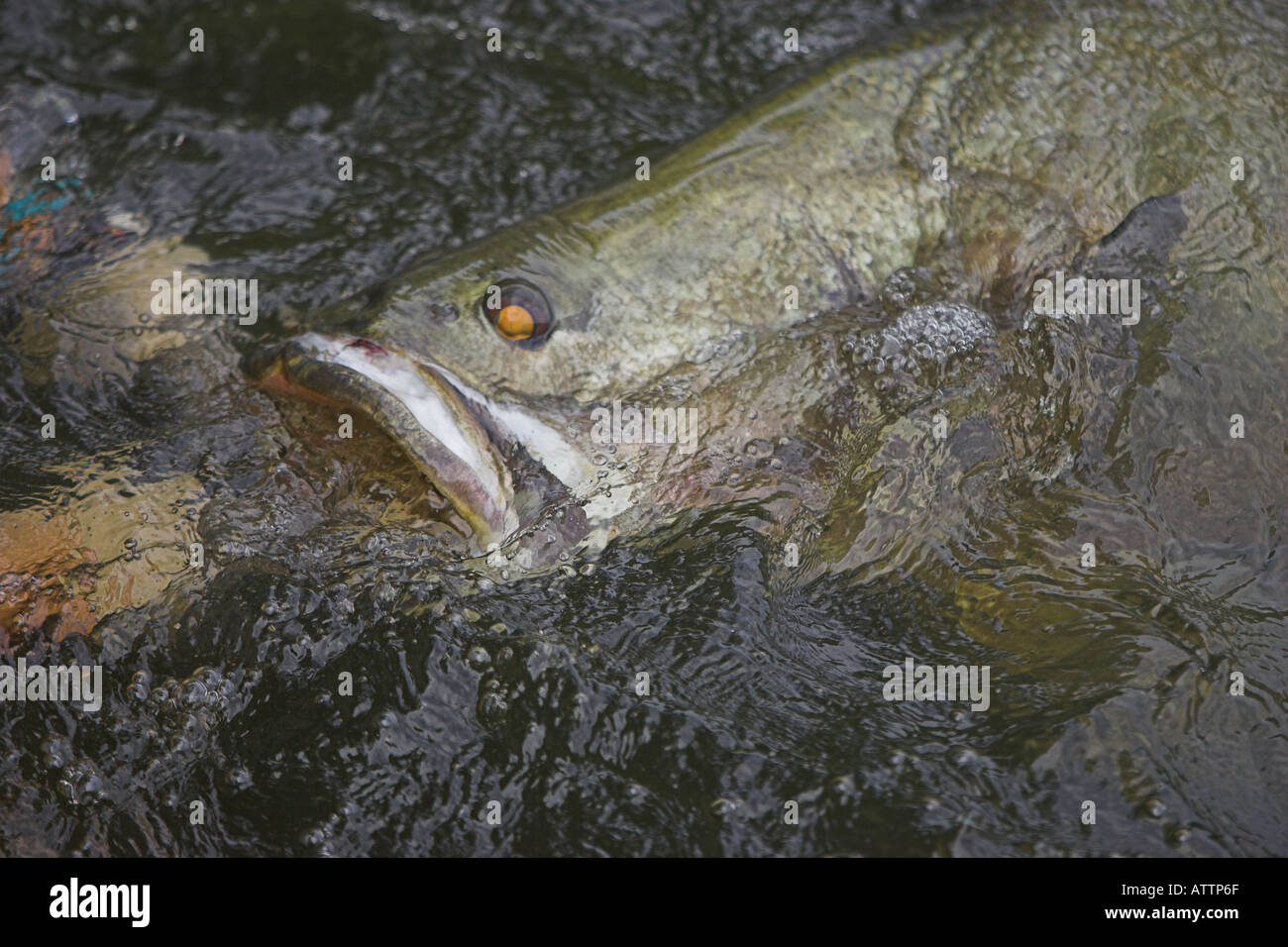 Nile Perch Fish Stock Photos & Nile Perch Fish Stock Images - Alamy