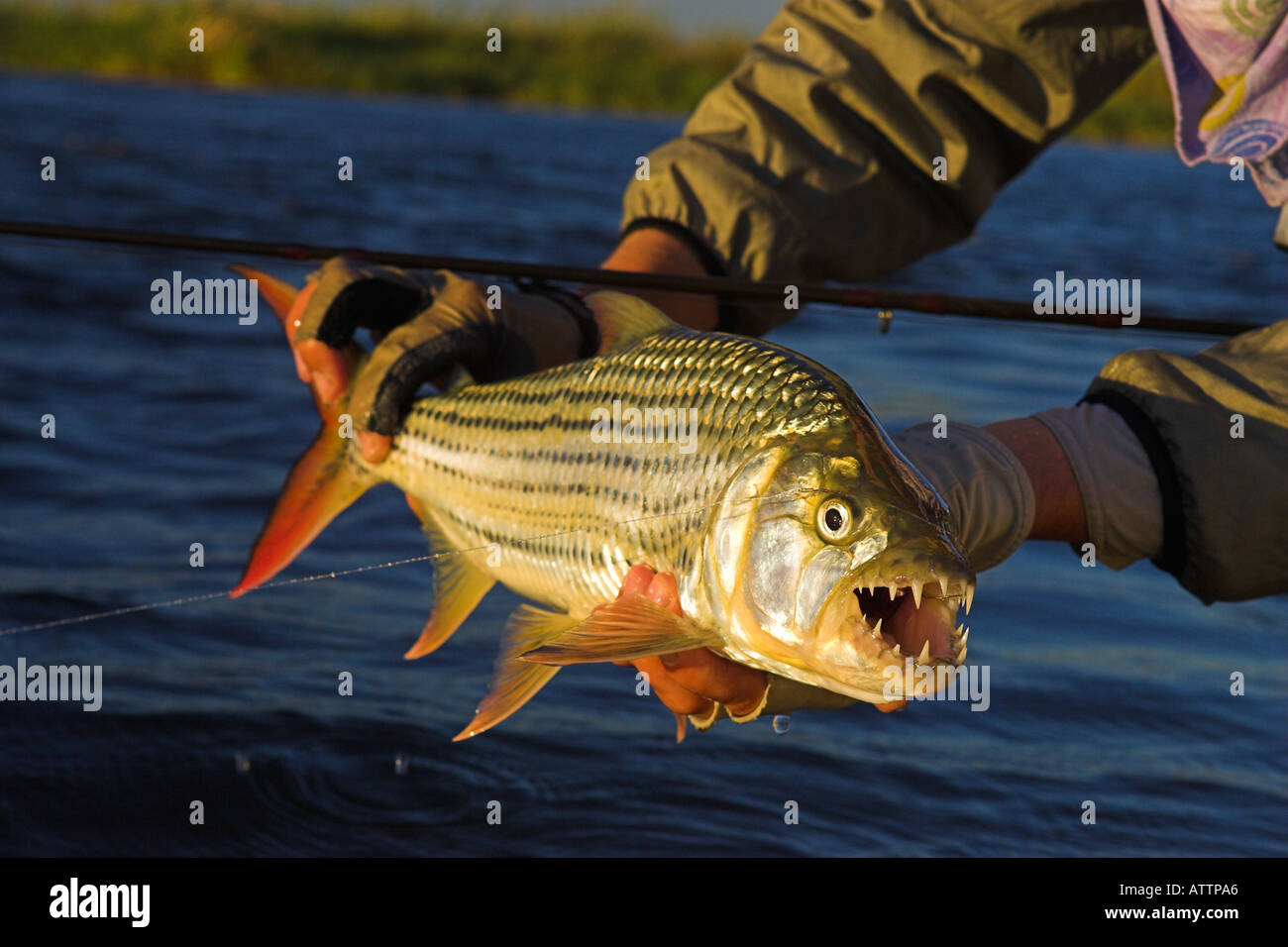 Tiger fish Zambezi Stock Photo - Alamy