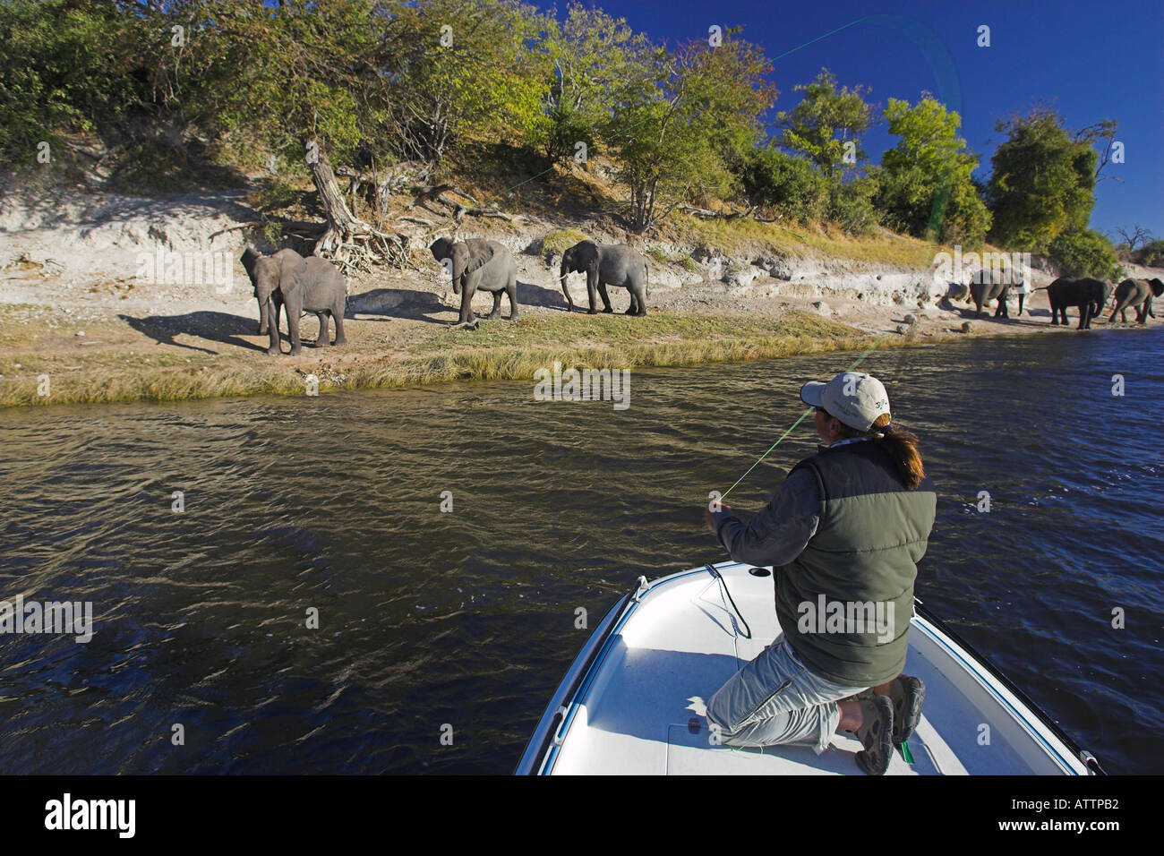 Fly fishing around elephants Zambia Stock Photo - Alamy