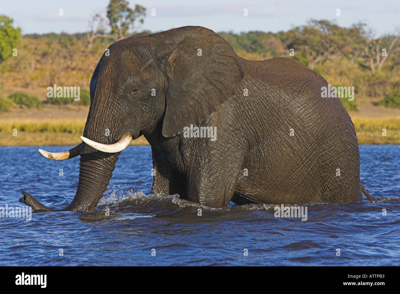 African elephant crossing river Stock Photo - Alamy
