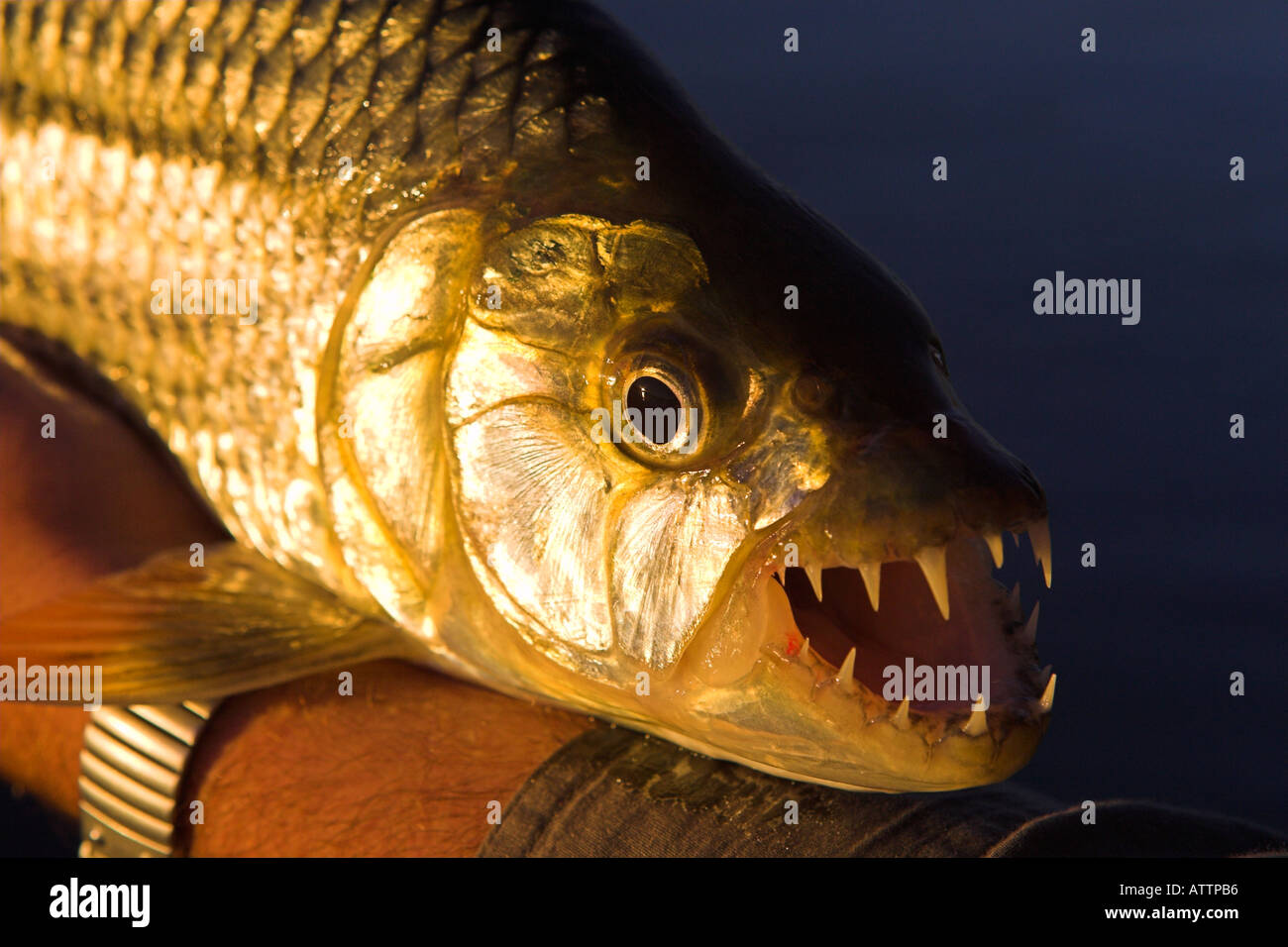 Tiger fish zambezi hi-res stock photography and images - Alamy