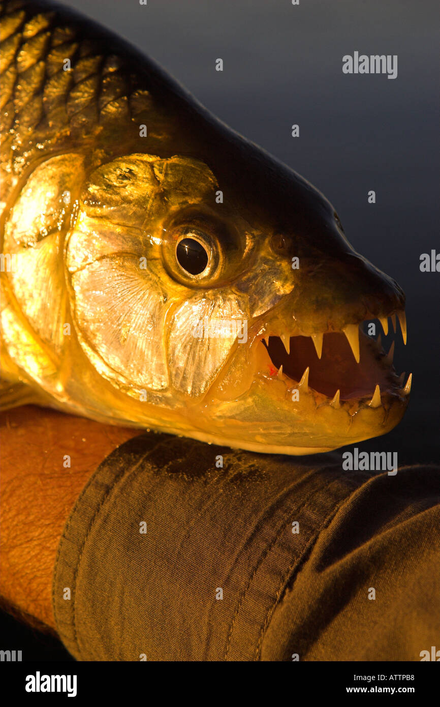 Tiger fish zambezi hi-res stock photography and images - Alamy