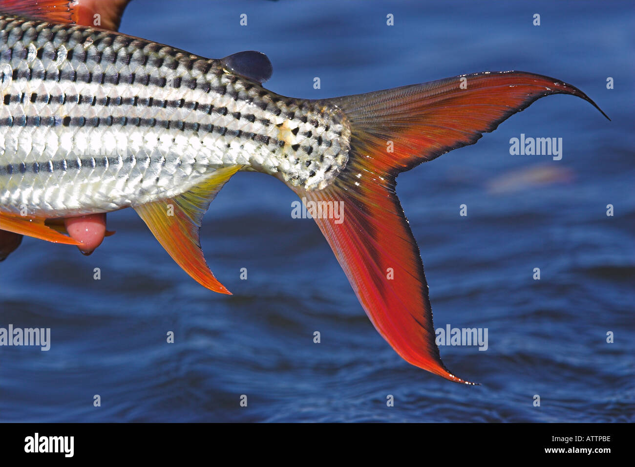Tail of a tiger fish Stock Photo - Alamy