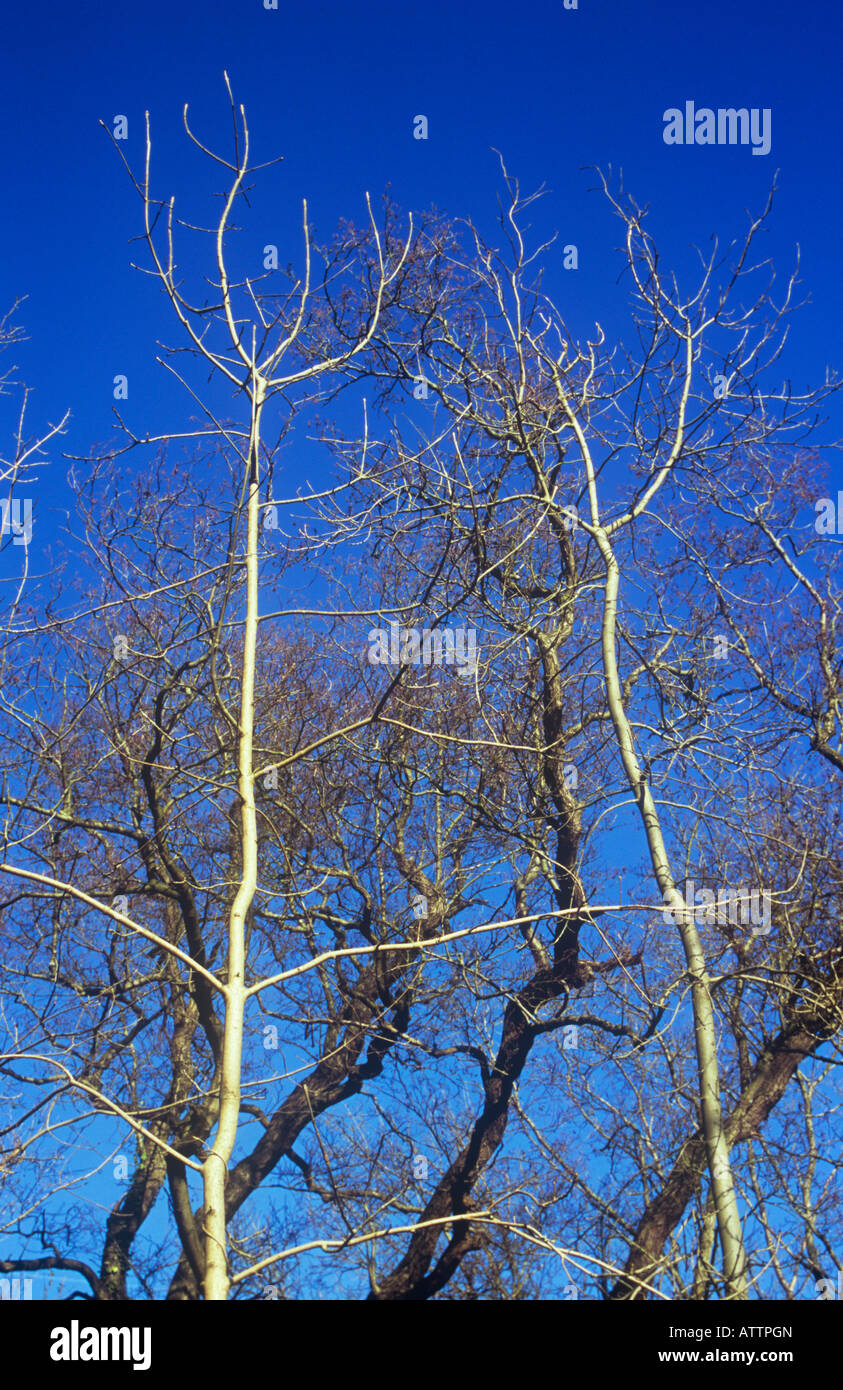 Two spindly tall Common ash trees competing for space with four Common ...