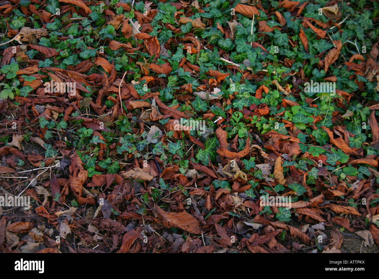 Dead ivy leaves hi-res stock photography and images - Alamy