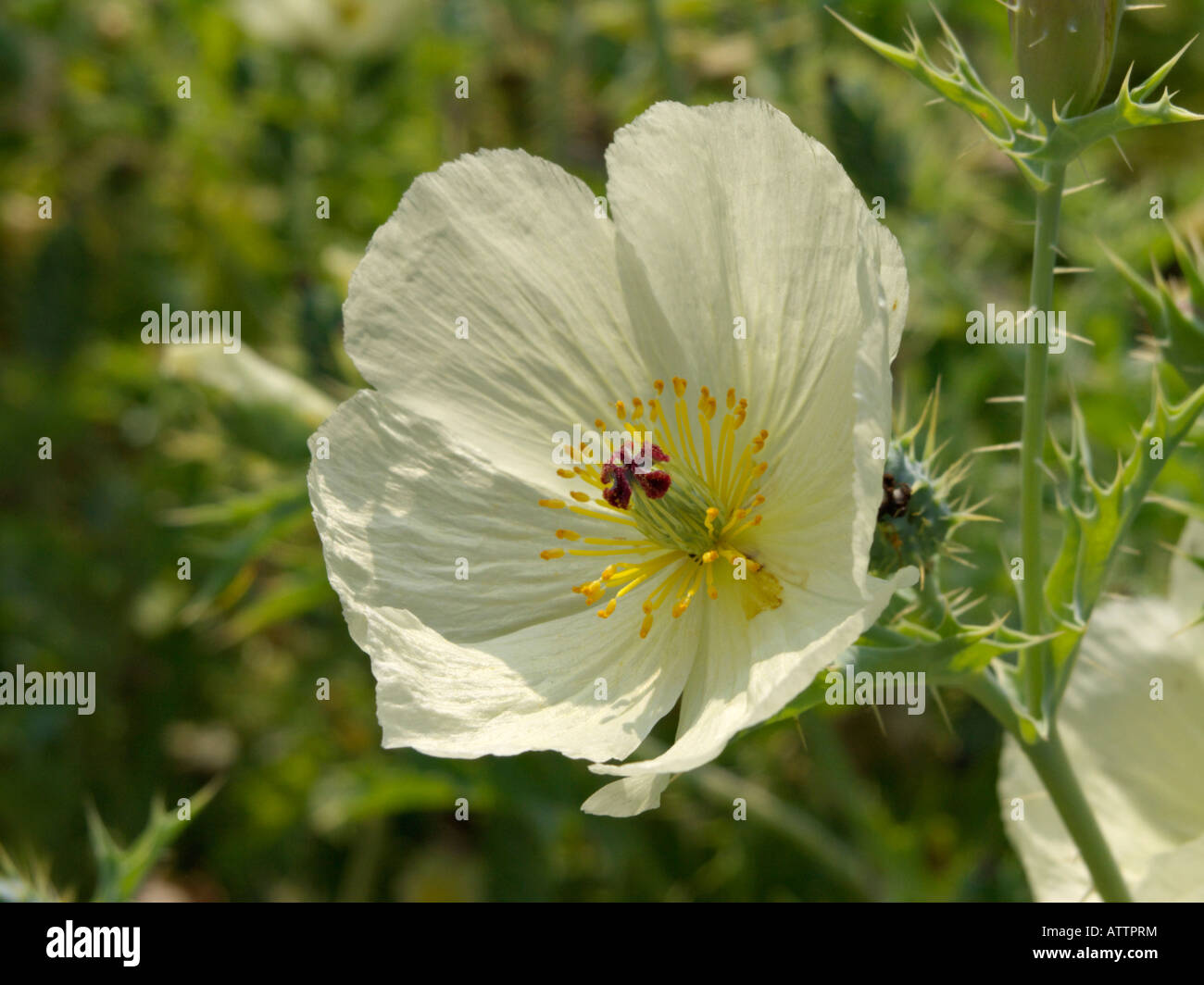 Mexican prickly poppy (Argemone mexicana Stock Photo - Alamy
