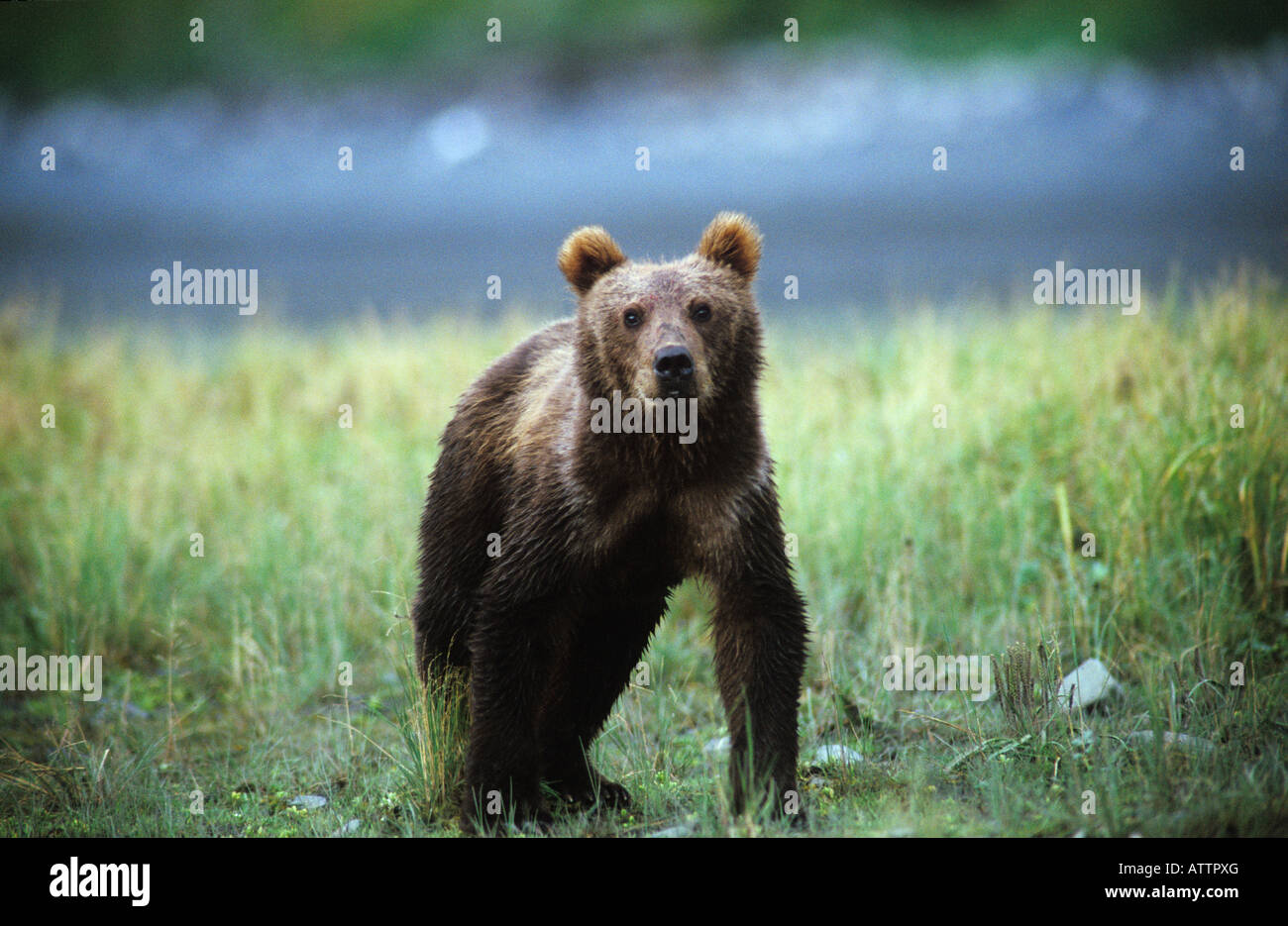 Young Kodiak bear (Ursus arctos middendorffi) Uyak Bay Kodiak Alaska ...