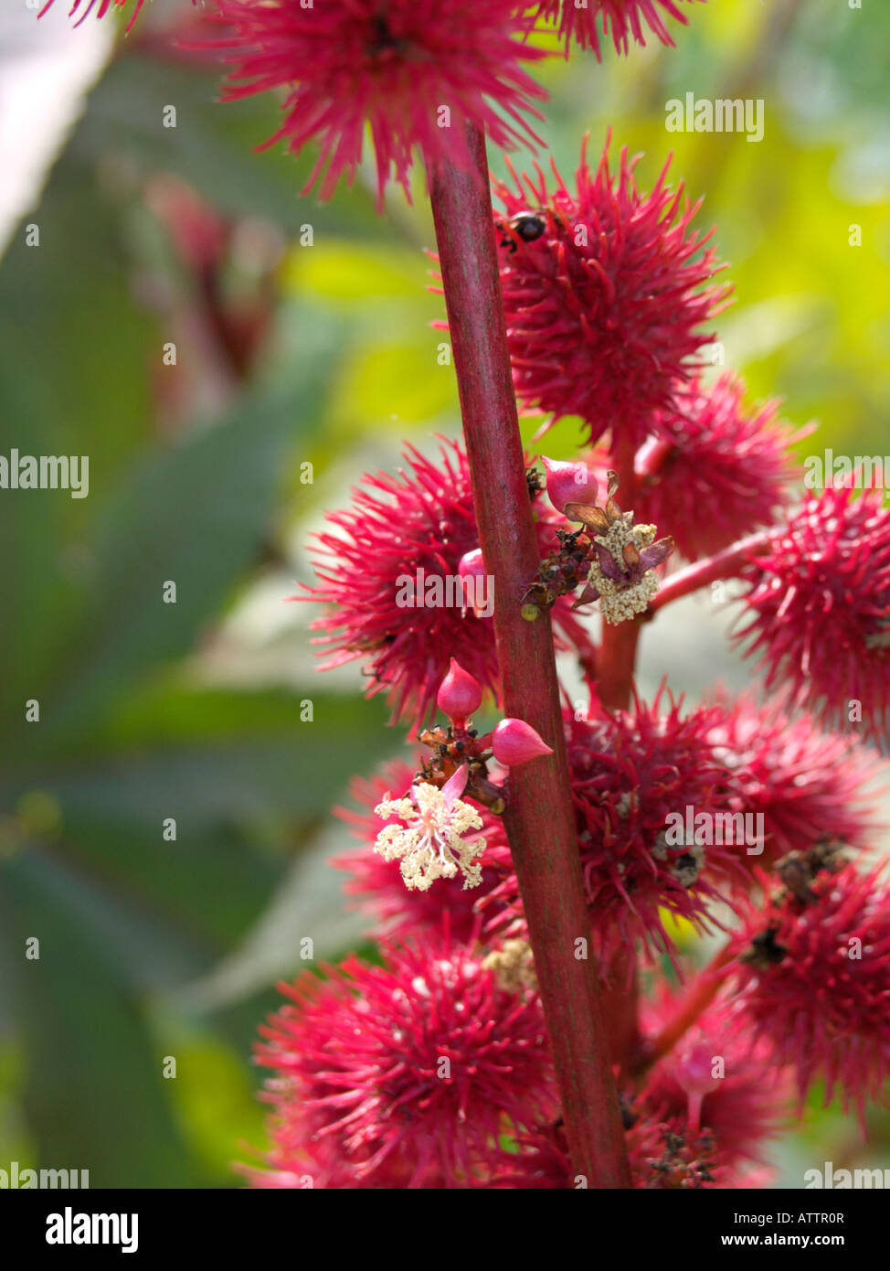 Red castor flower hi-res stock photography and images - Alamy