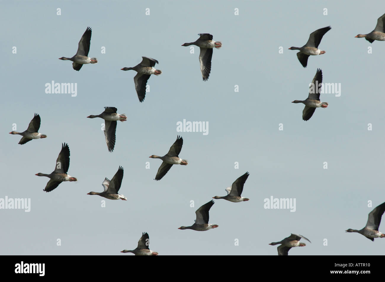 Greylag geese in flight Stock Photo - Alamy